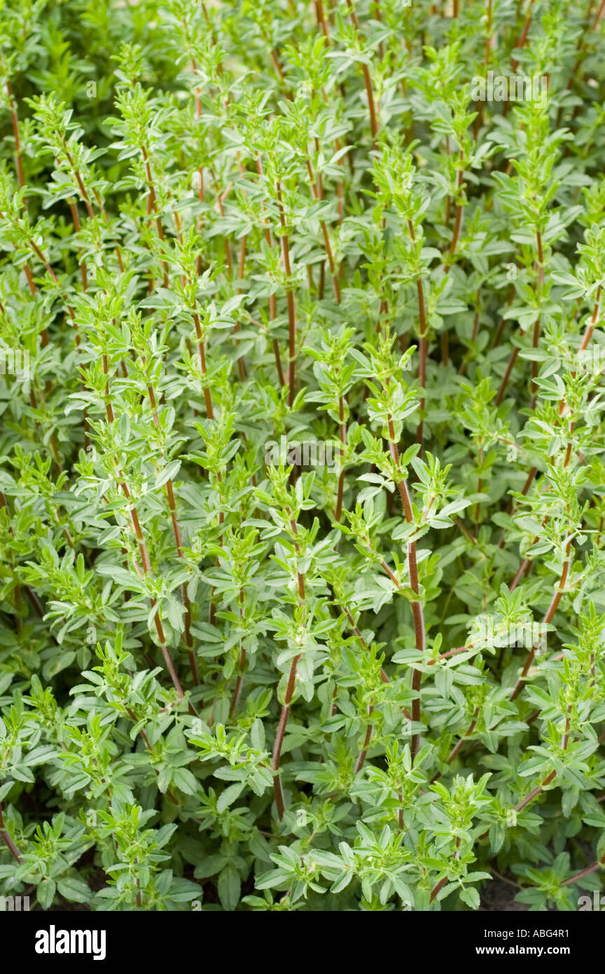 Spiny Restharrow medicinal plant Fabaceae Ononis Spinosa Europe Asia ...