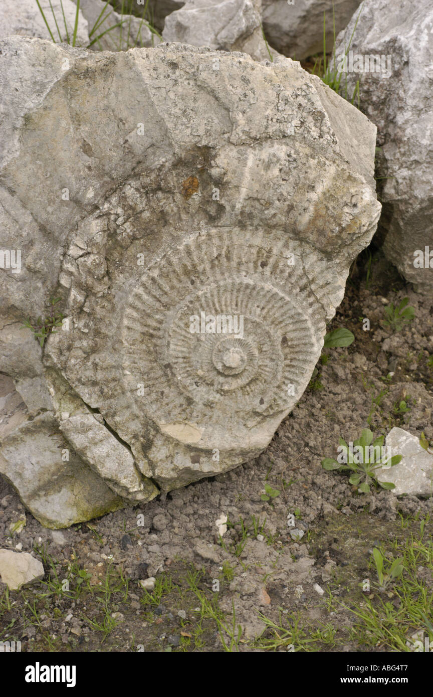 Fossil of ammonite in rock Stock Photo - Alamy