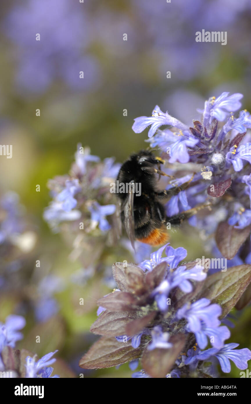Bee sitting on blue Bugle Labiatae Ajuga reptans Atropurpurea Europe ...