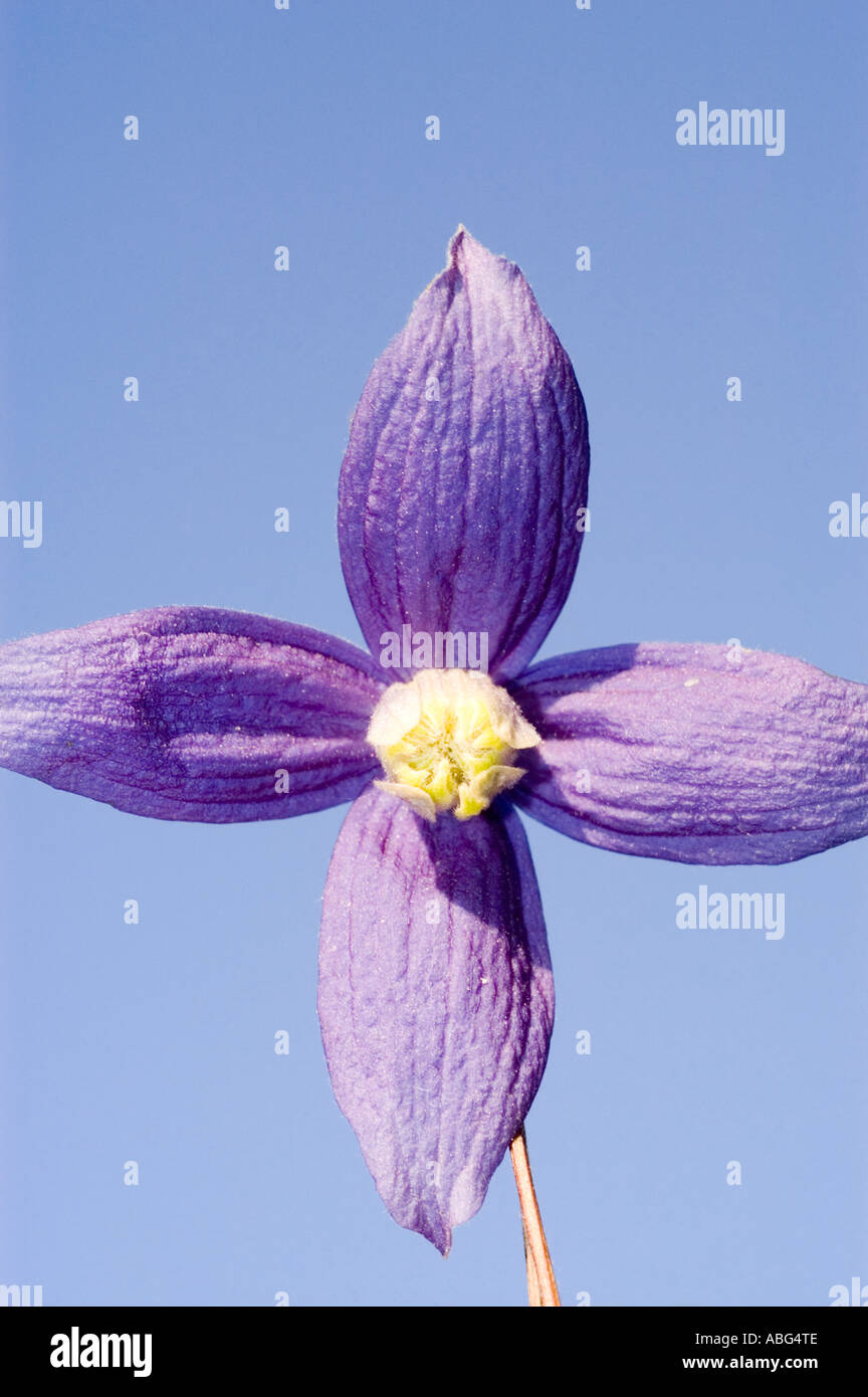 Scenic blue alpine clematis flower with blue sky in background Stock ...