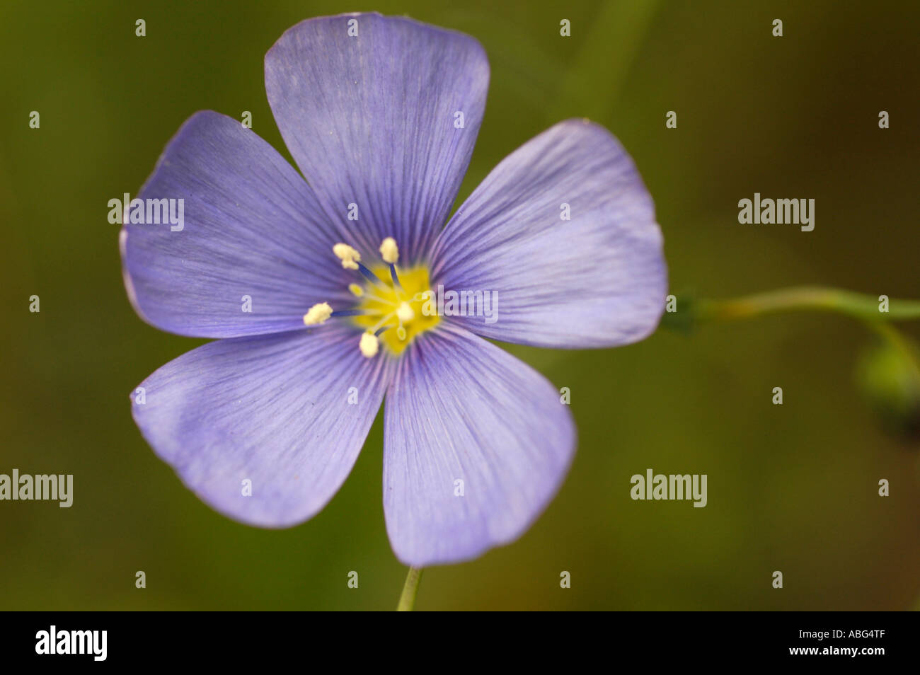 Flax Linaceae Linum usitatissimum Europe Siberia Stock Photo - Alamy