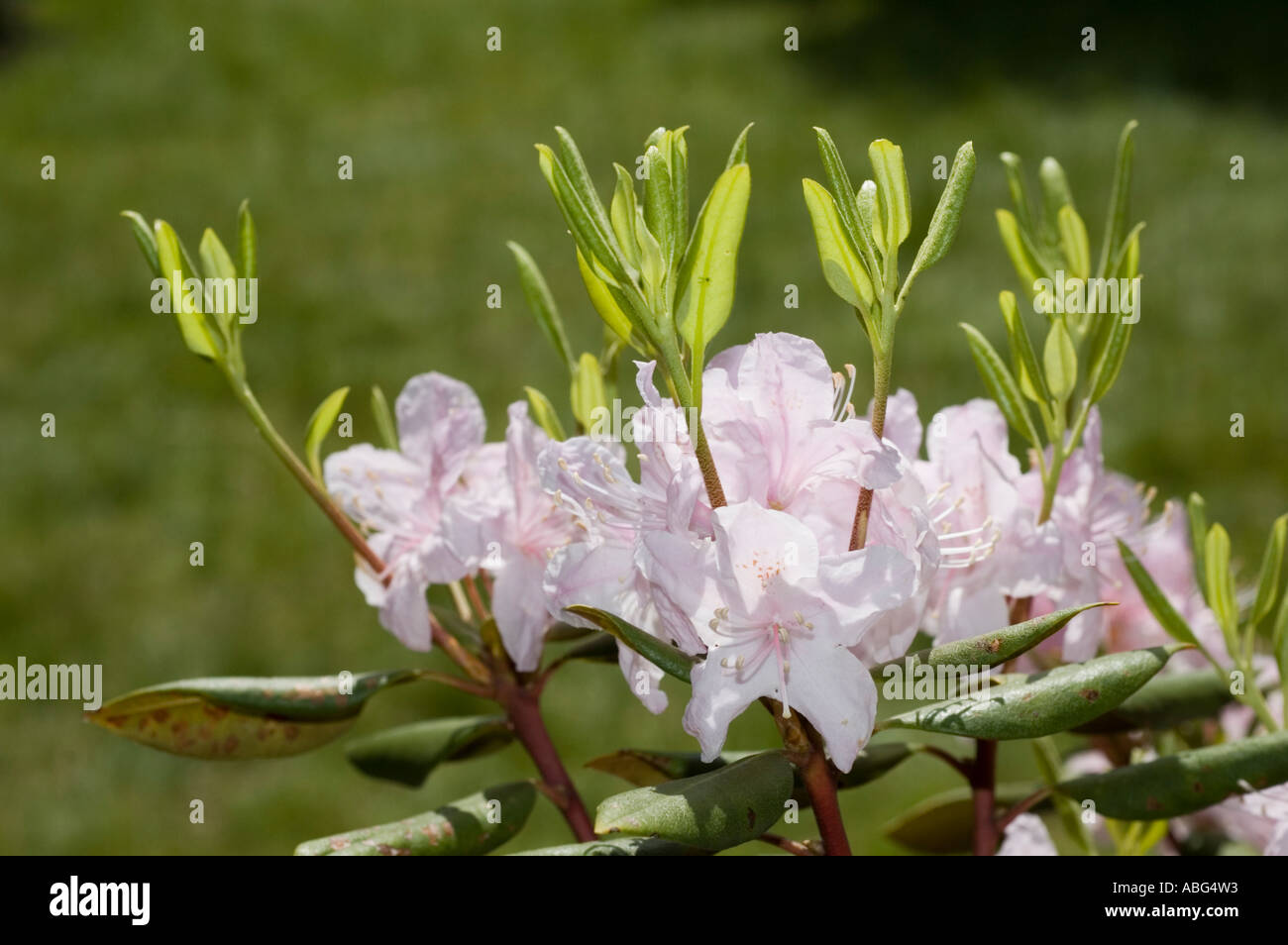 Pink white flowers of Carolina rhododendron Ericaceae Rhododendron ...
