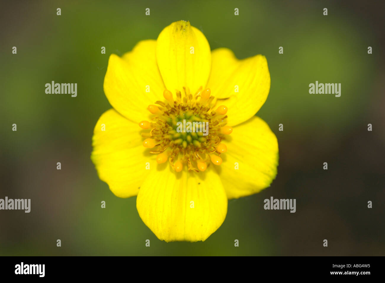 Trollius pumilus hi-res stock photography and images - Alamy