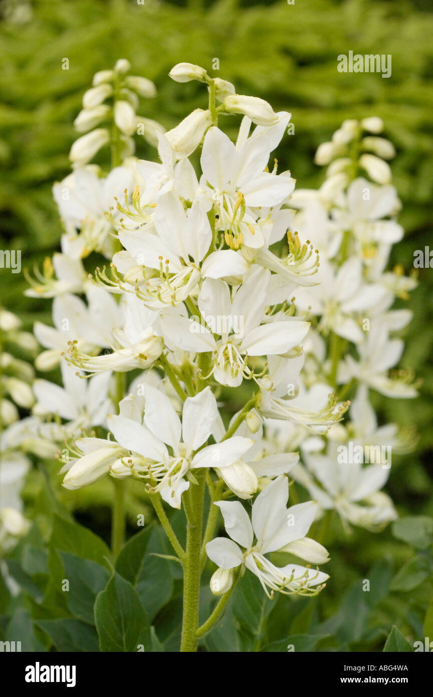 White flowers of Medicinal plant Moses burning bush Rutaceae Dictamnus ...