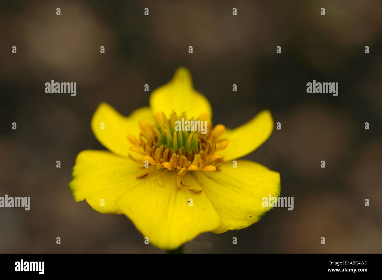 Trollius pumilus hi-res stock photography and images - Alamy