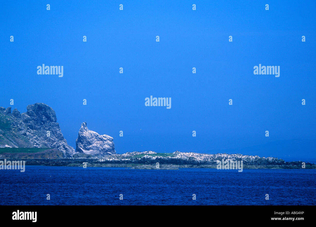 Ireland's Eye seabird cliffs Stock Photo - Alamy