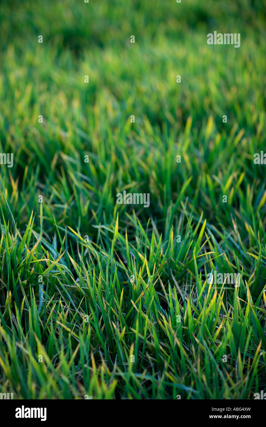 True grasses poaceae hi-res stock photography and images - Alamy