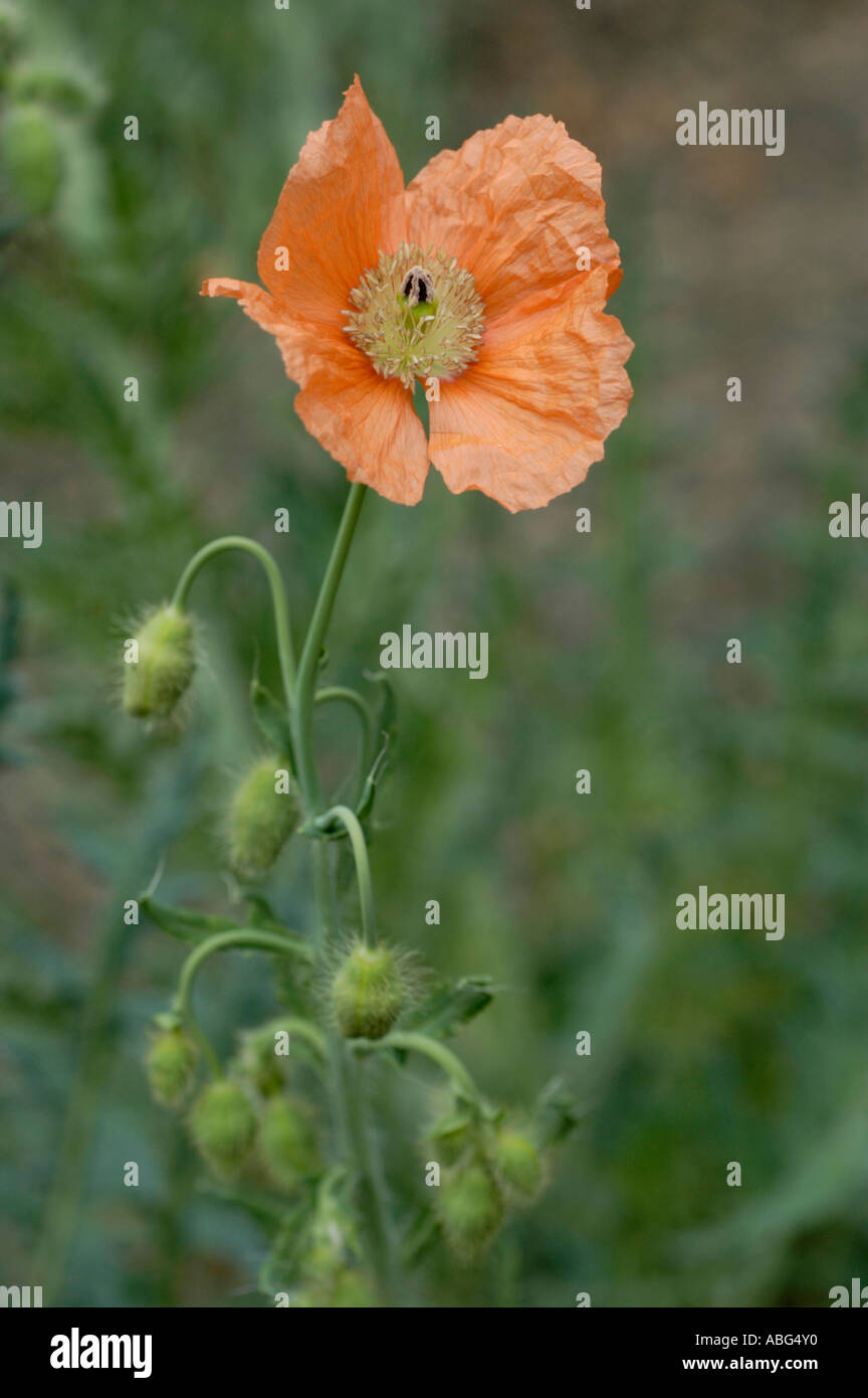 Uk family papaveraceae hi-res stock photography and images - Alamy