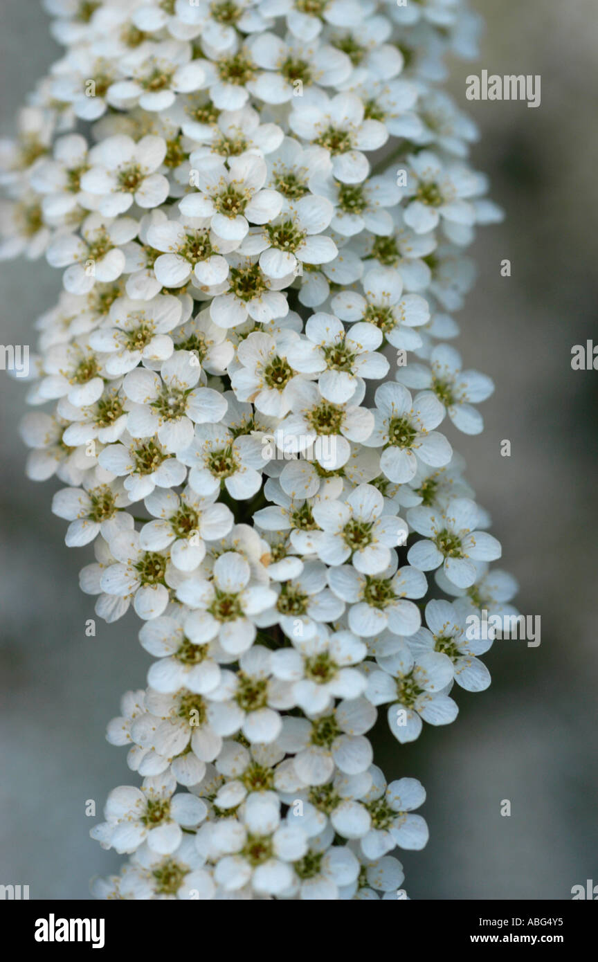 White flowers of May blooming plant Spiraea arguta Stock Photo - Alamy