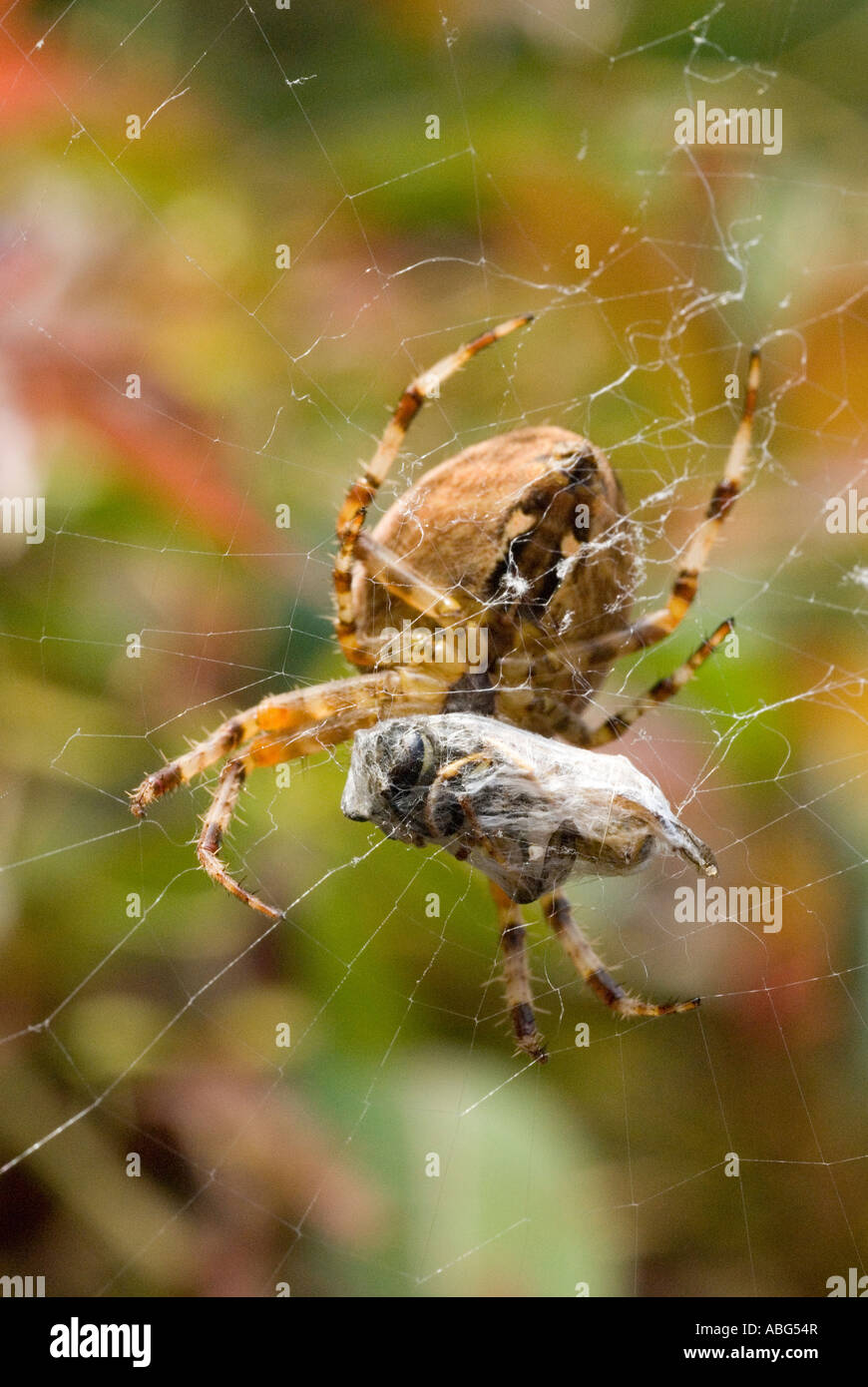 Garden Spider (Araneus diadematus) in web eating wasp (Vespula vulgaris ...