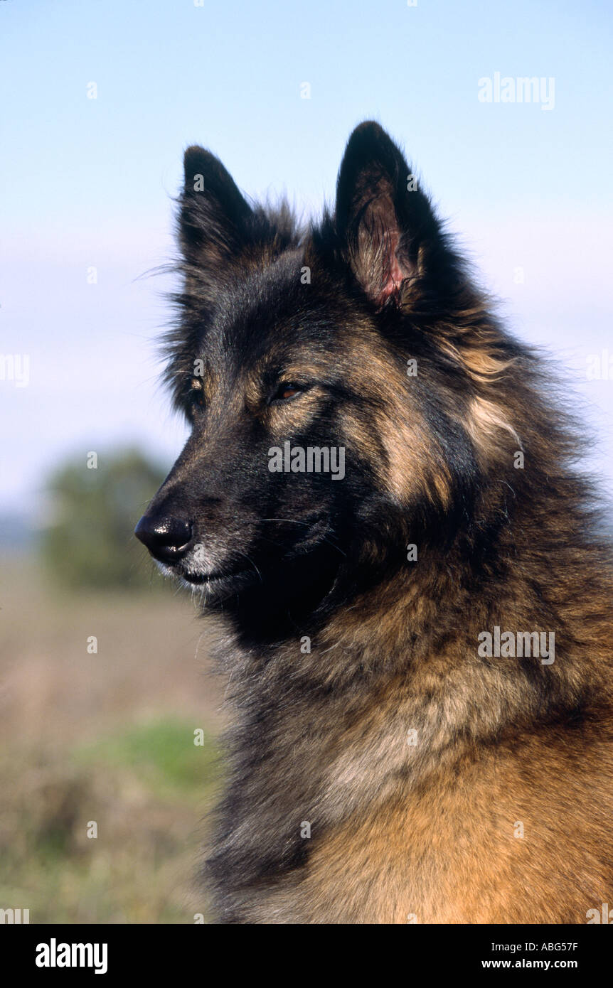 Working tervuren hi-res stock photography and images - Alamy