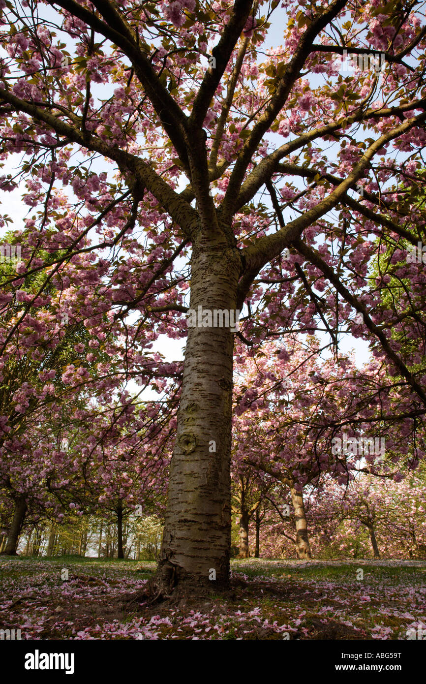 A Cherry tree in Blossom at spring time Stock Photo - Alamy