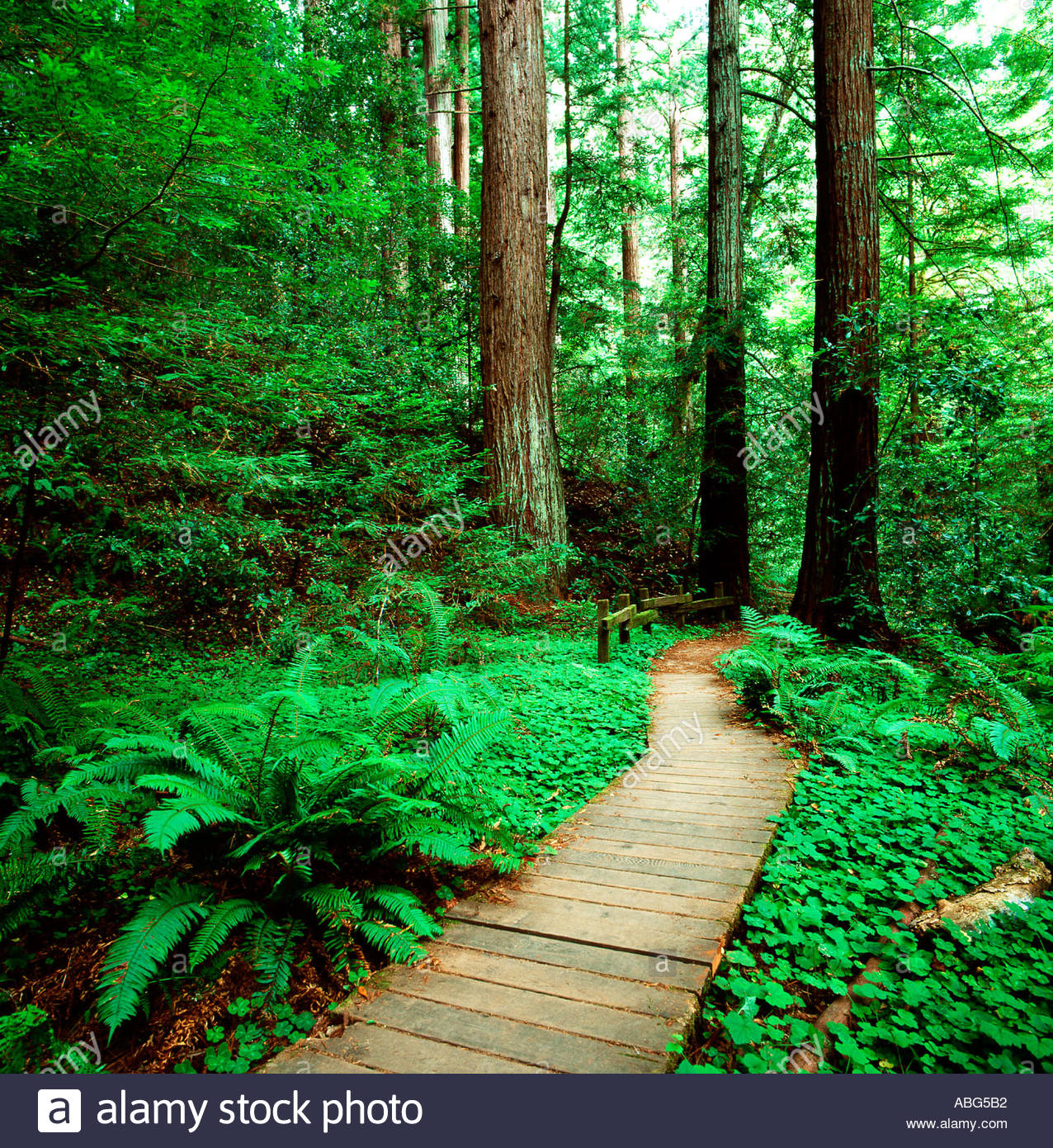 Path through lush California Coastal Redwood forest Stock Photo - Alamy