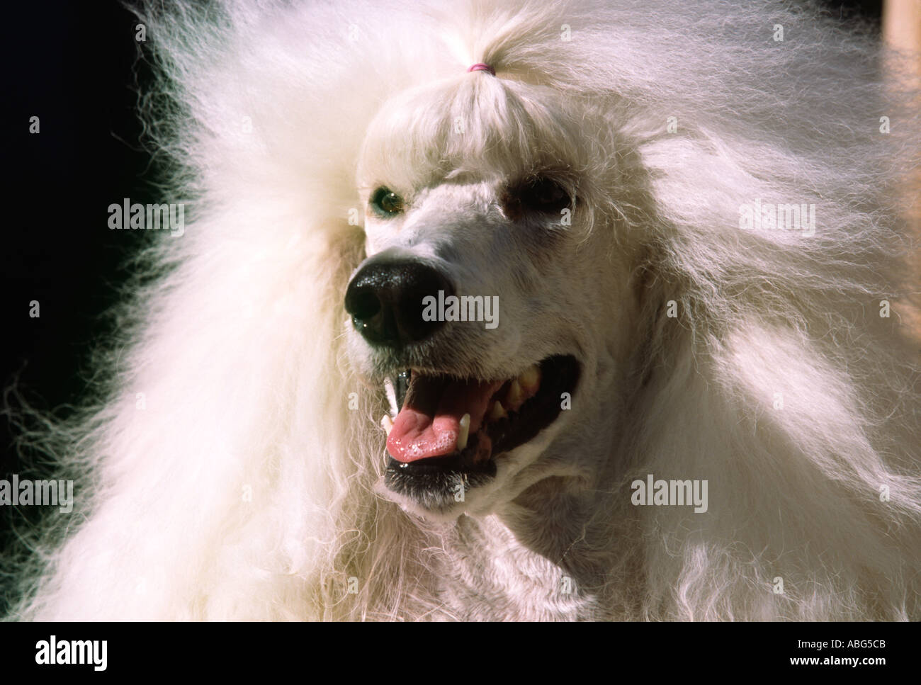 Portrait of a White Standard Poodle Stock Photo - Alamy