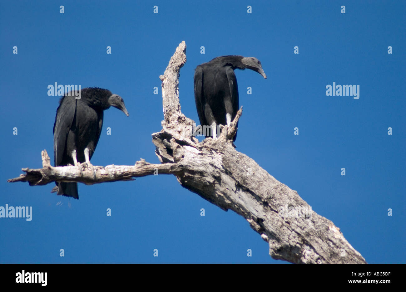 two vulture birds sit high in tree looking ominus and scary as they ...