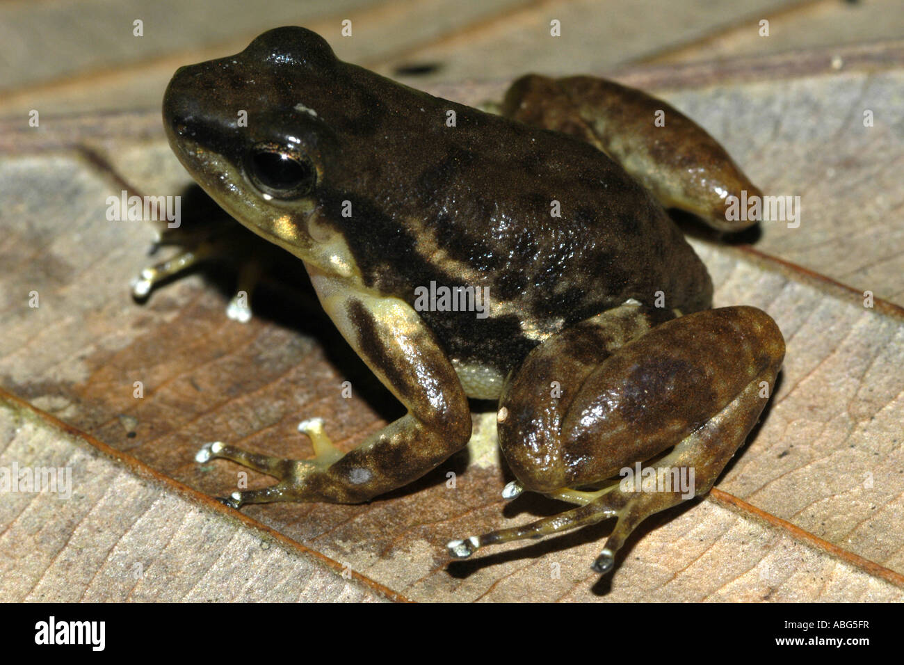 The Poison Arrow Frog (Colestethus marchesianus) from Tiputini, Ecuador ...