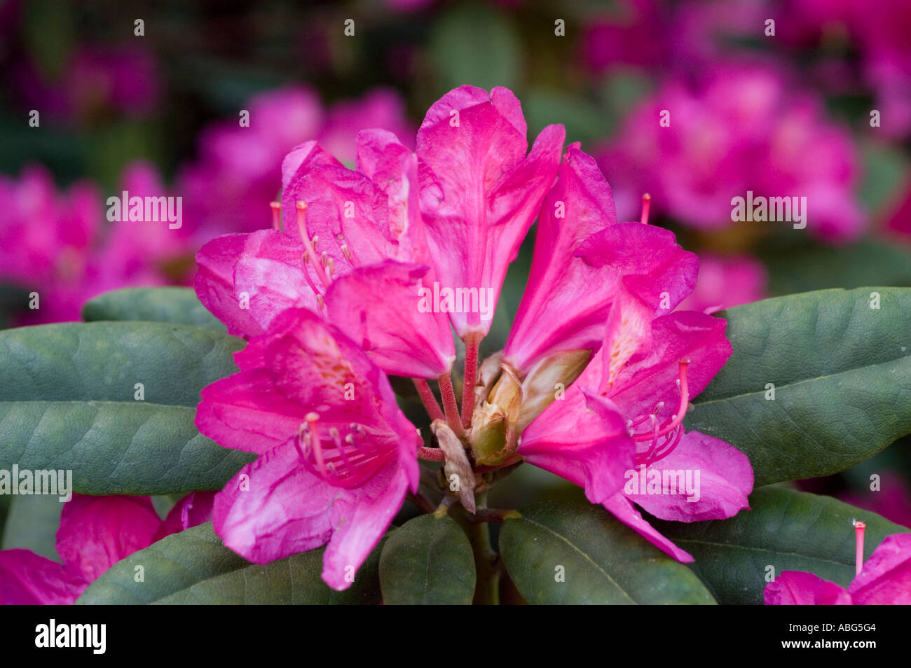 Red azalea Ericaceae Rhododendron Dr H C Dresselhuys or HC DRESSELHUYS ...