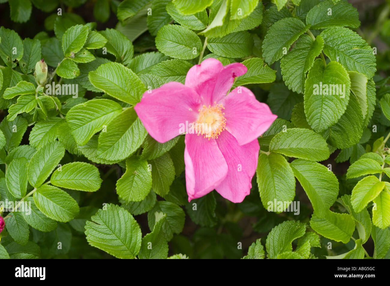 Pink flower of Rosaceae Rosa rugosa Japan China Asia Stock Photo - Alamy