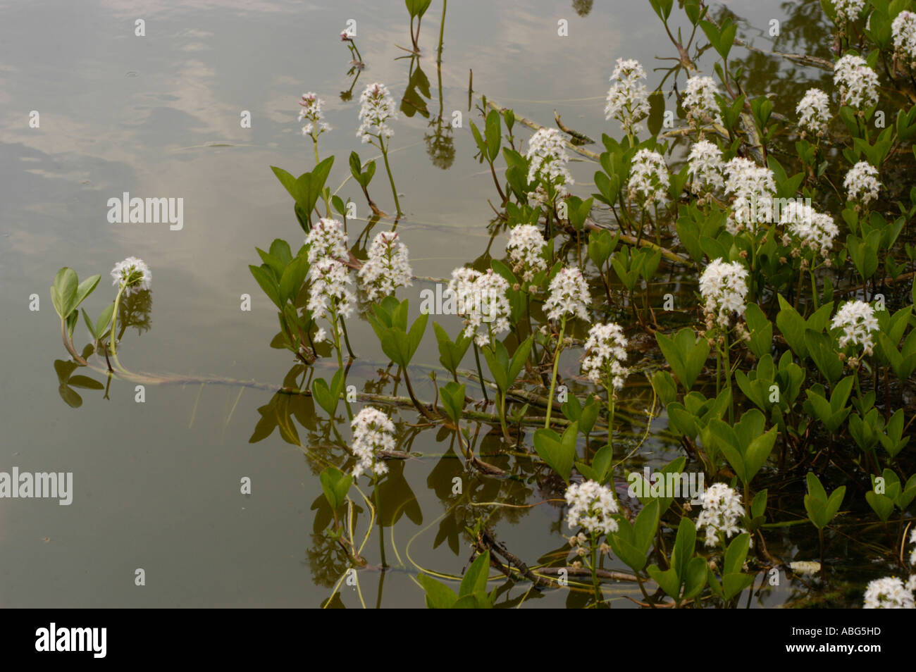 Buckbean (Menyanthes trifoliata), also known as Bogbean or Marsh ...