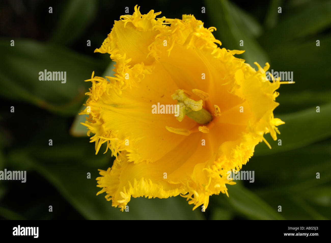 Hamilton Tulip High Resolution Stock Photography and Images - Alamy