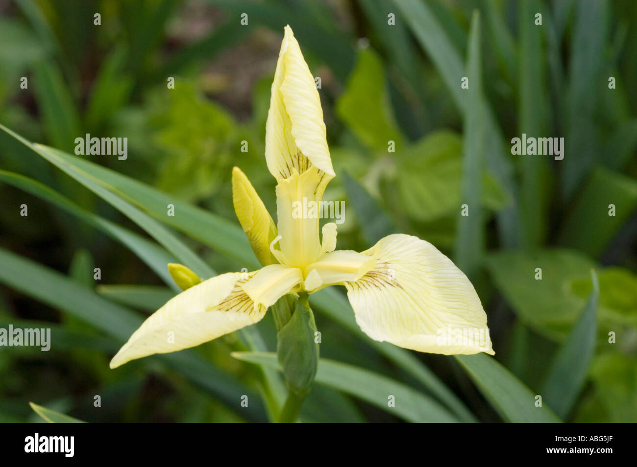 Yellow flower close up of Iridaceae Iris pseudacorus Stock Photo - Alamy