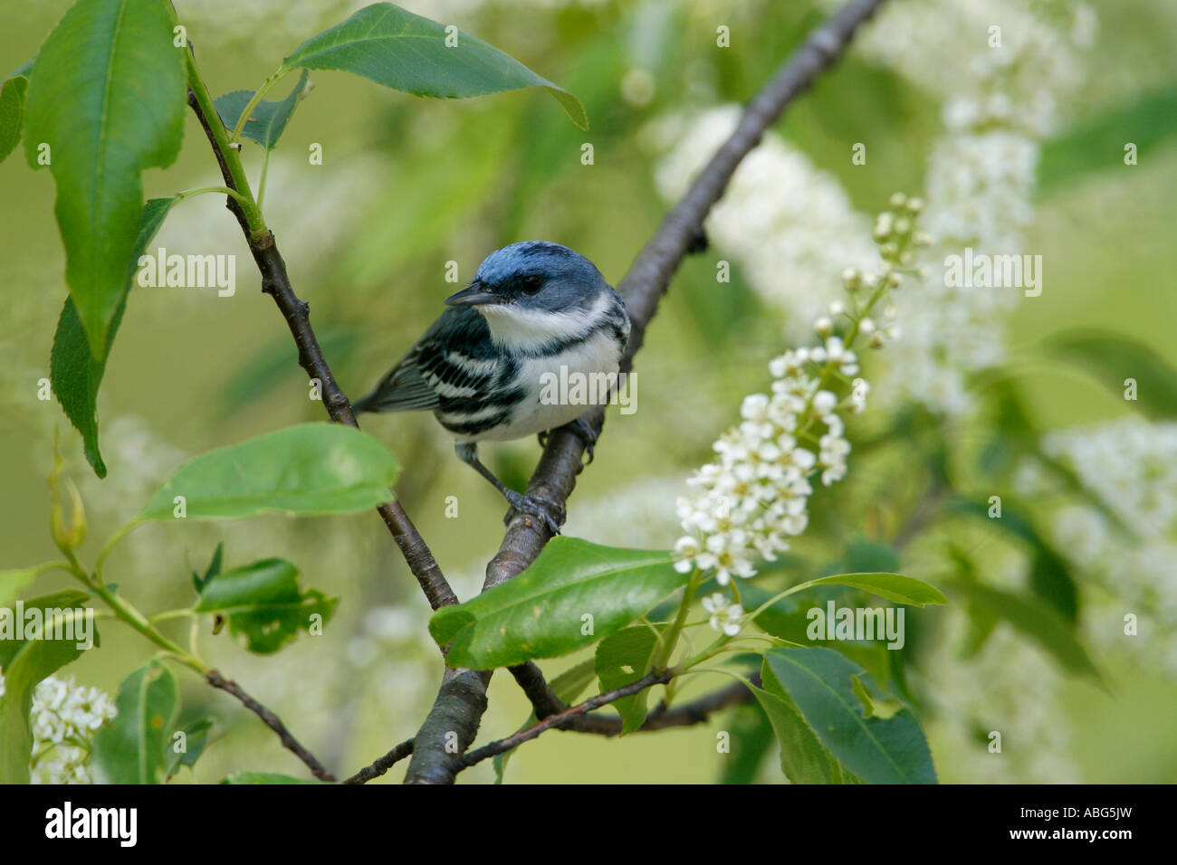 Black cherry tree hi-res stock photography and images - Alamy