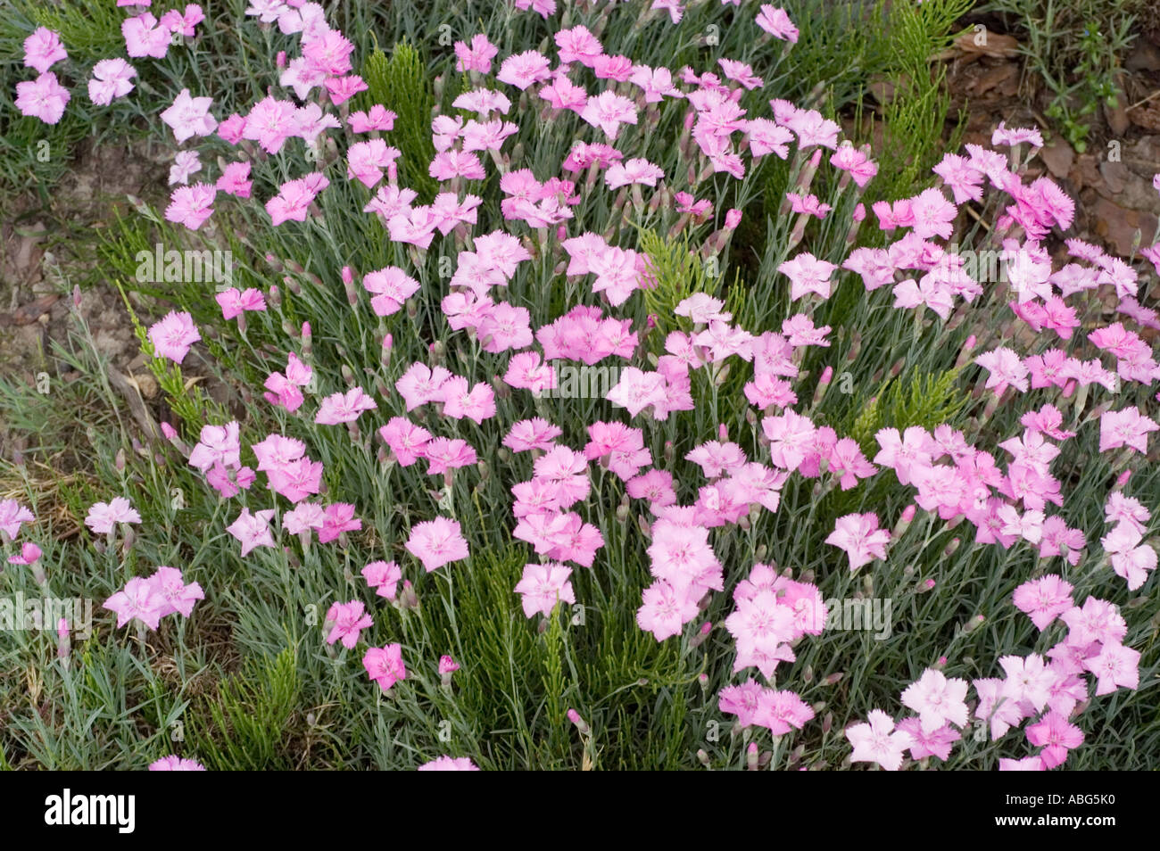 Pink alpine flowers of Caryophyllaceae Dianthus pavonius Alp range ...