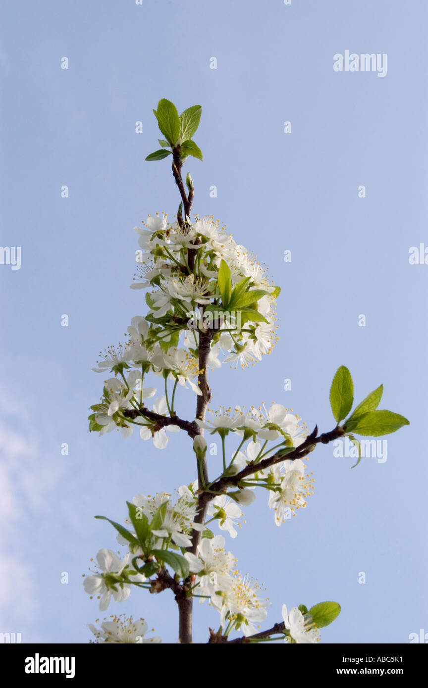 Steam on white hi-res stock photography and images - Alamy