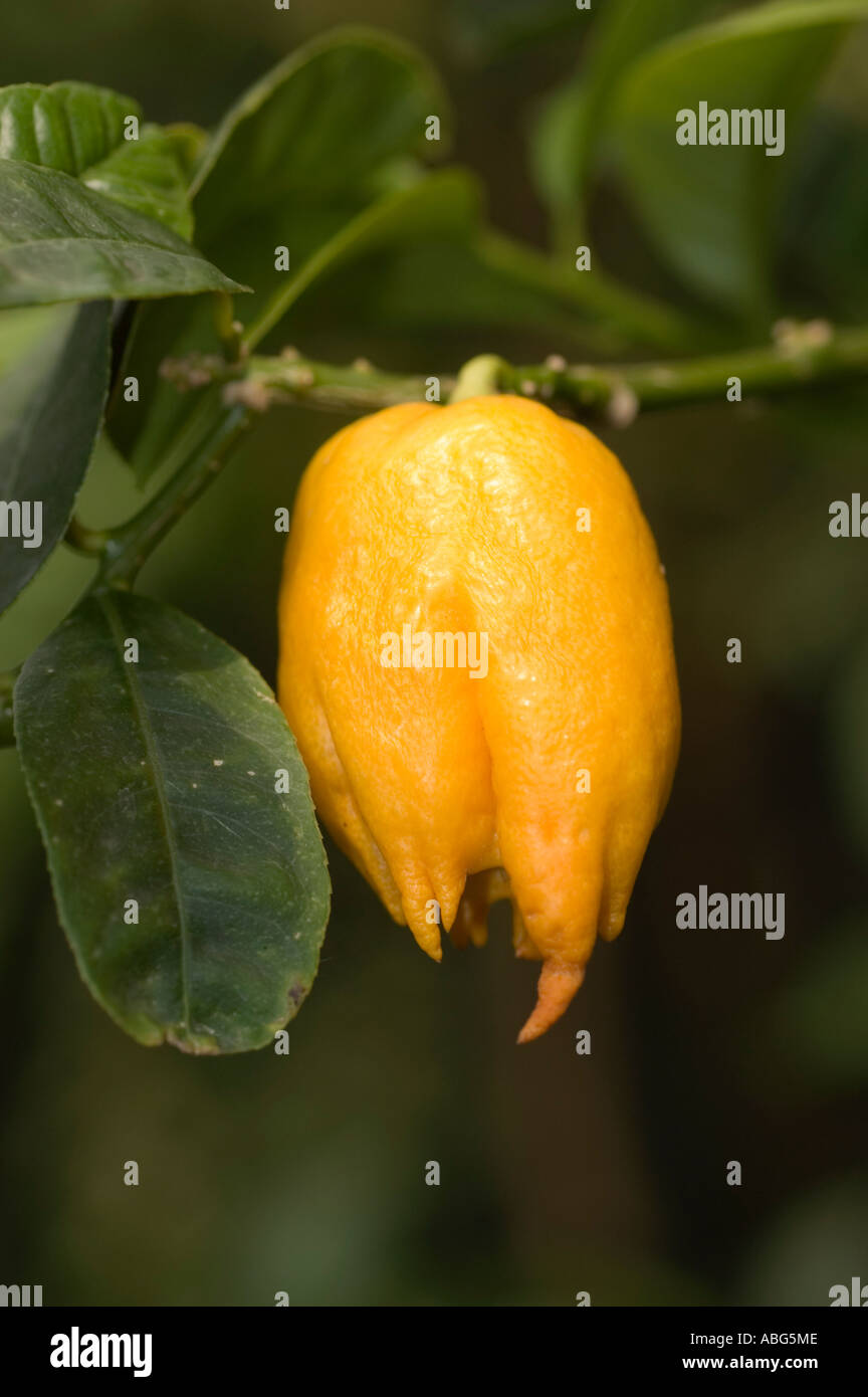Finger citron hi-res stock photography and images - Alamy
