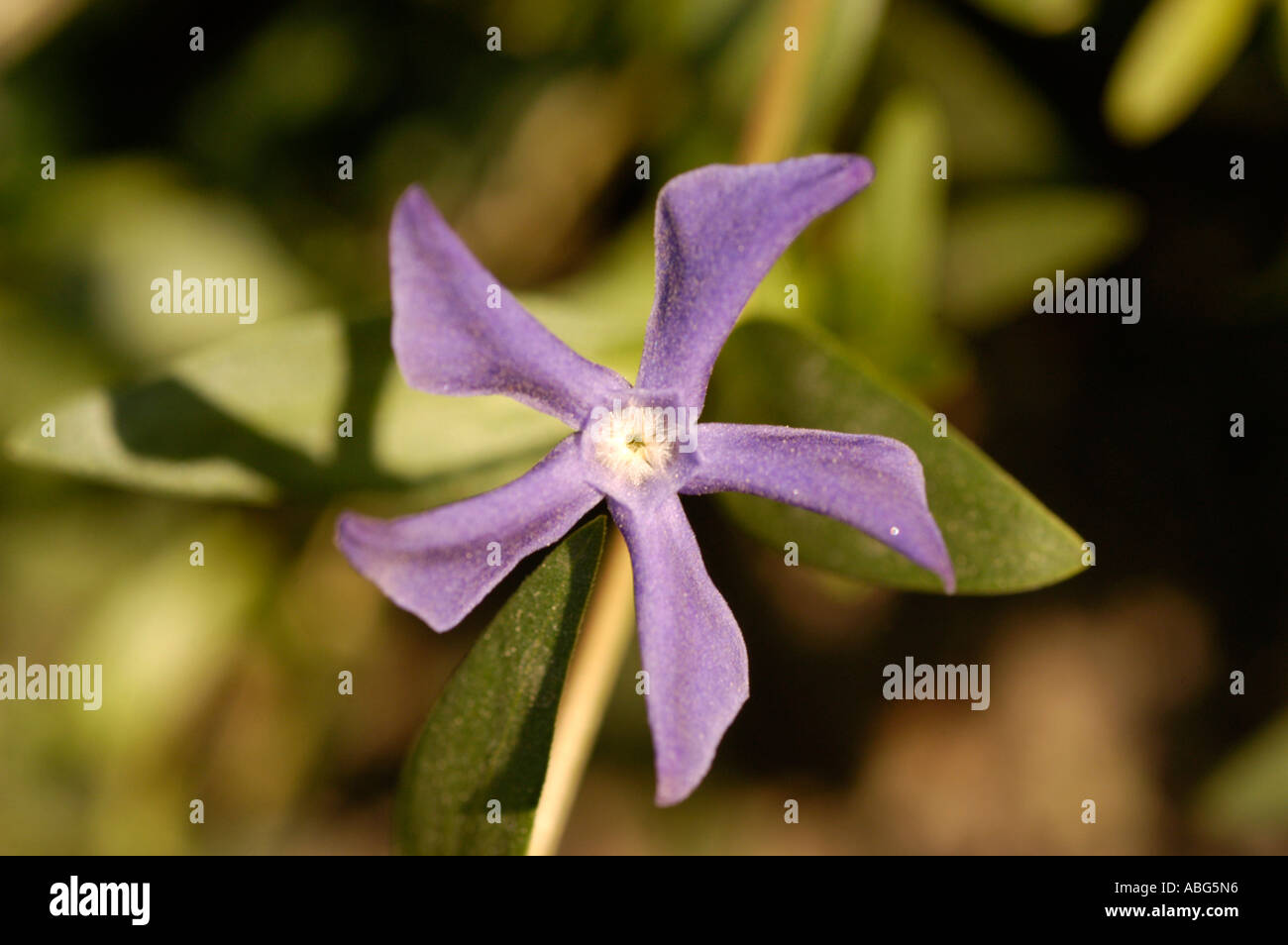 Violet flower of Apocynaceae Vinca herbacea Europe Asia Caucasian range ...