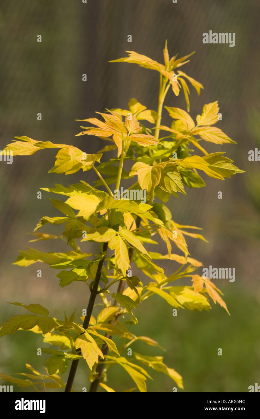 Ashleaf maple hi-res stock photography and images - Alamy