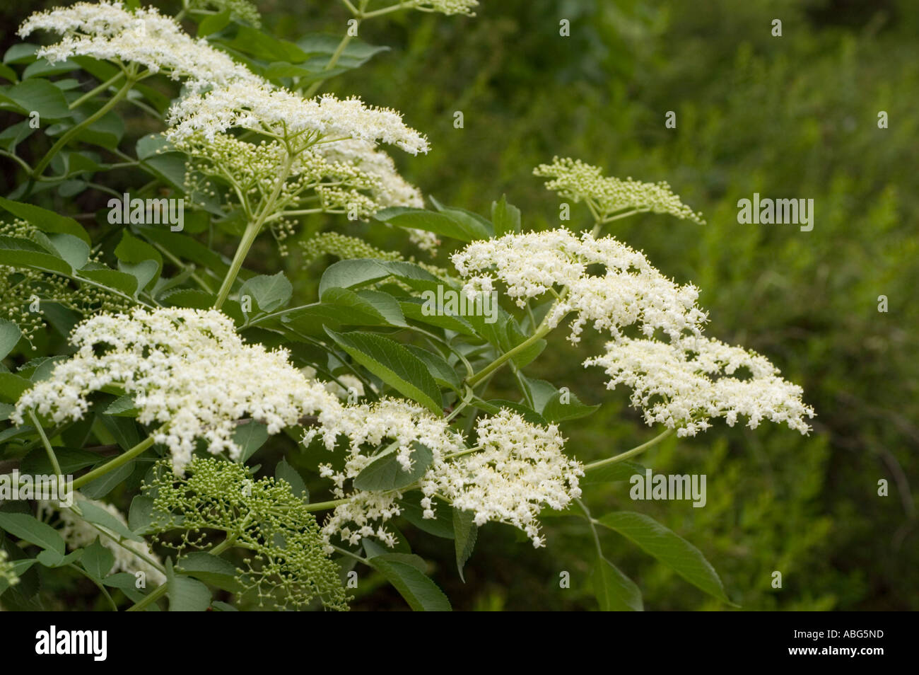 Elder tree caprifoliaceae sambucus nigra hi-res stock photography and ...