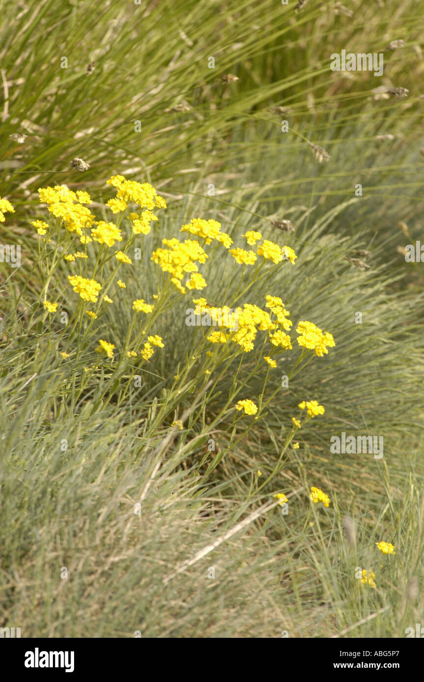 Yellow flowers of Rosaceae Potentilla crantzii Italy Stock Photo - Alamy