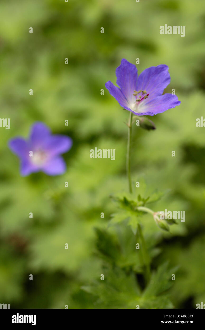 pair of blue flower of Cranesbill Geraniaceae Geranium Saxatile Kar et ...