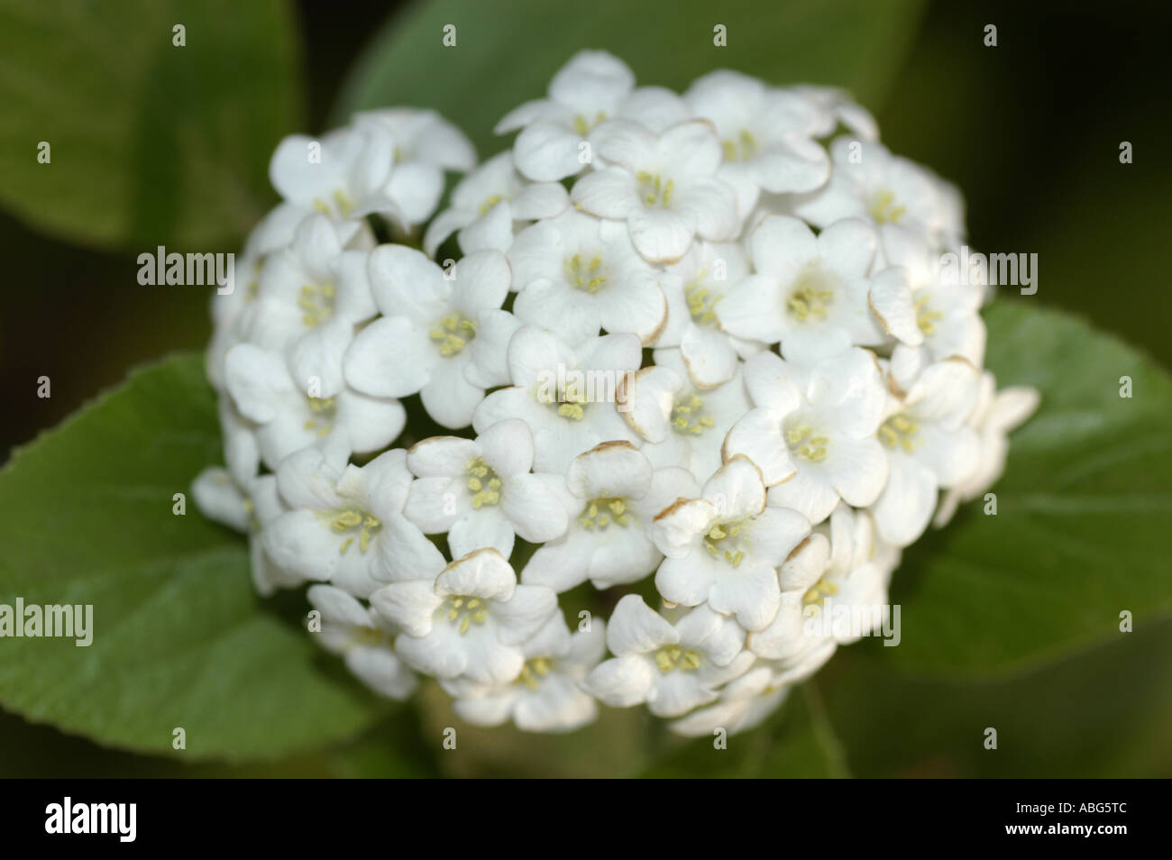 White flowers of Wayfaring tree orWayfaringtree Caprifoliaceae Viburnum ...