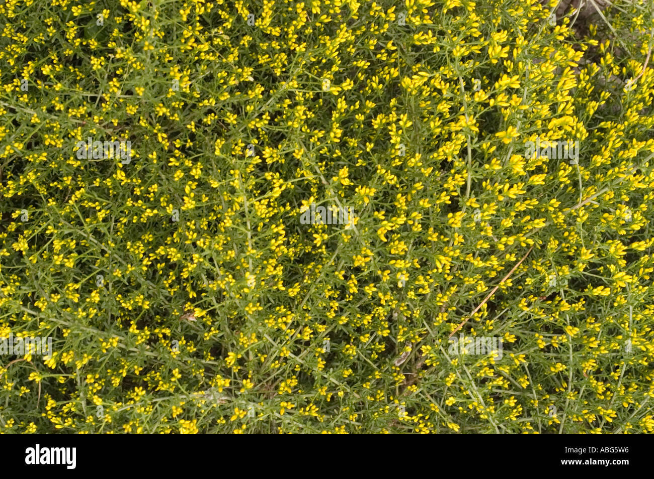 Yellow broom flowers of Legumiosae Genista Lydia Europe Stock Photo - Alamy