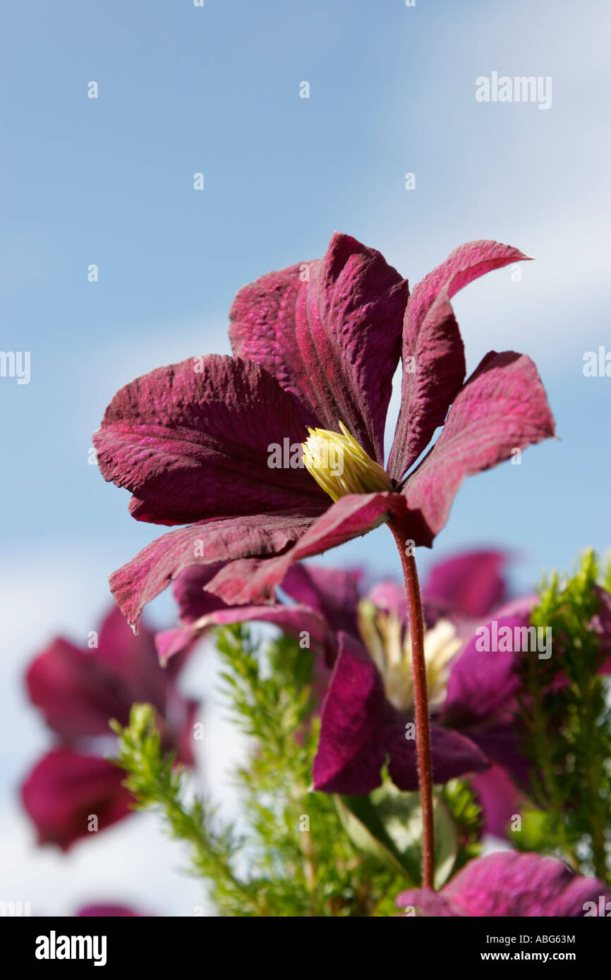 Clematis flower with blue sky Stock Photo - Alamy