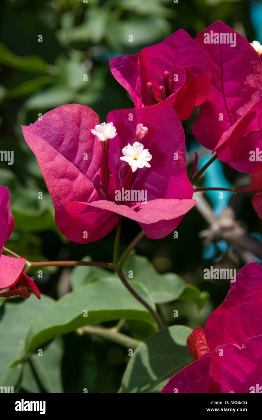Bougainvillea spectabilis hi-res stock photography and images - Alamy