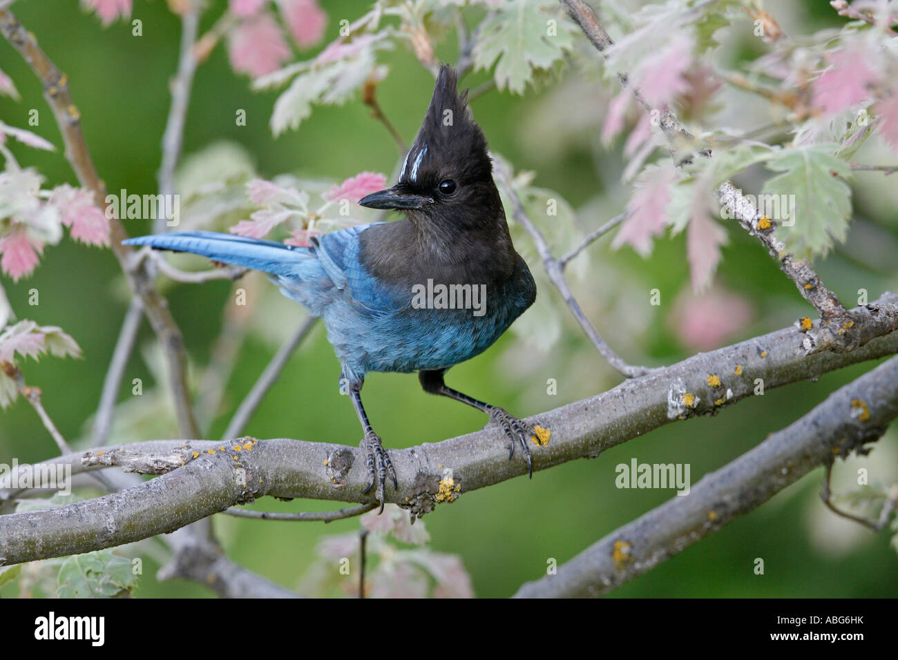 Jay hi-res stock photography and images - Alamy