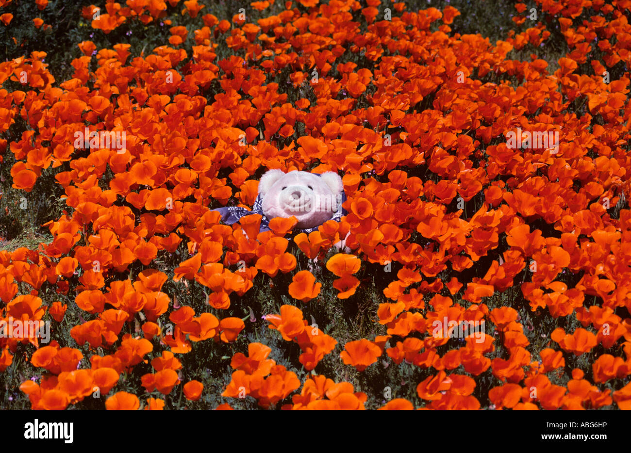 Teddy Bear in Poppy field Stock Photo - Alamy