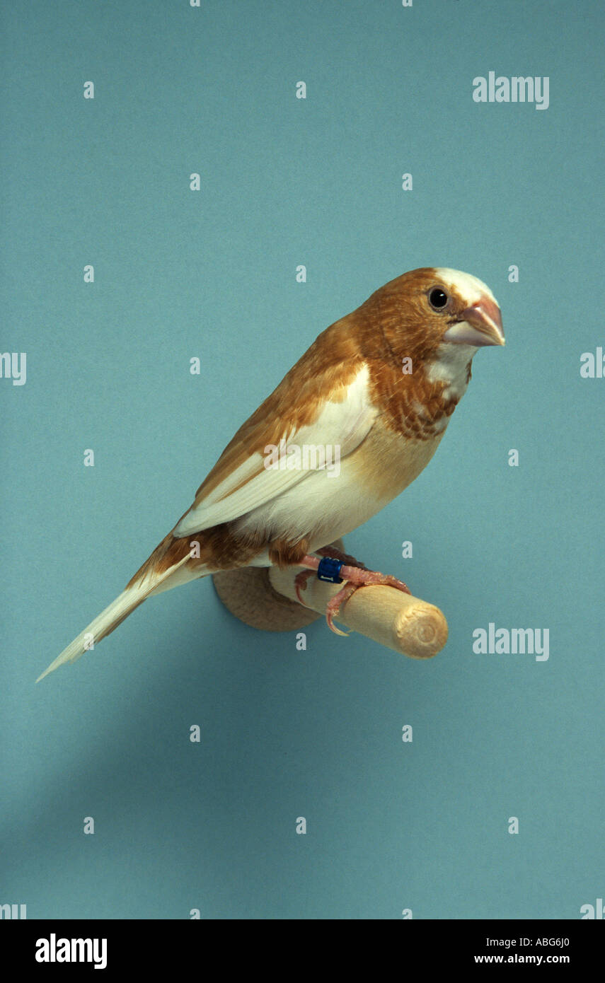 Bengalese finch (Hybrids Stock Photo - Alamy