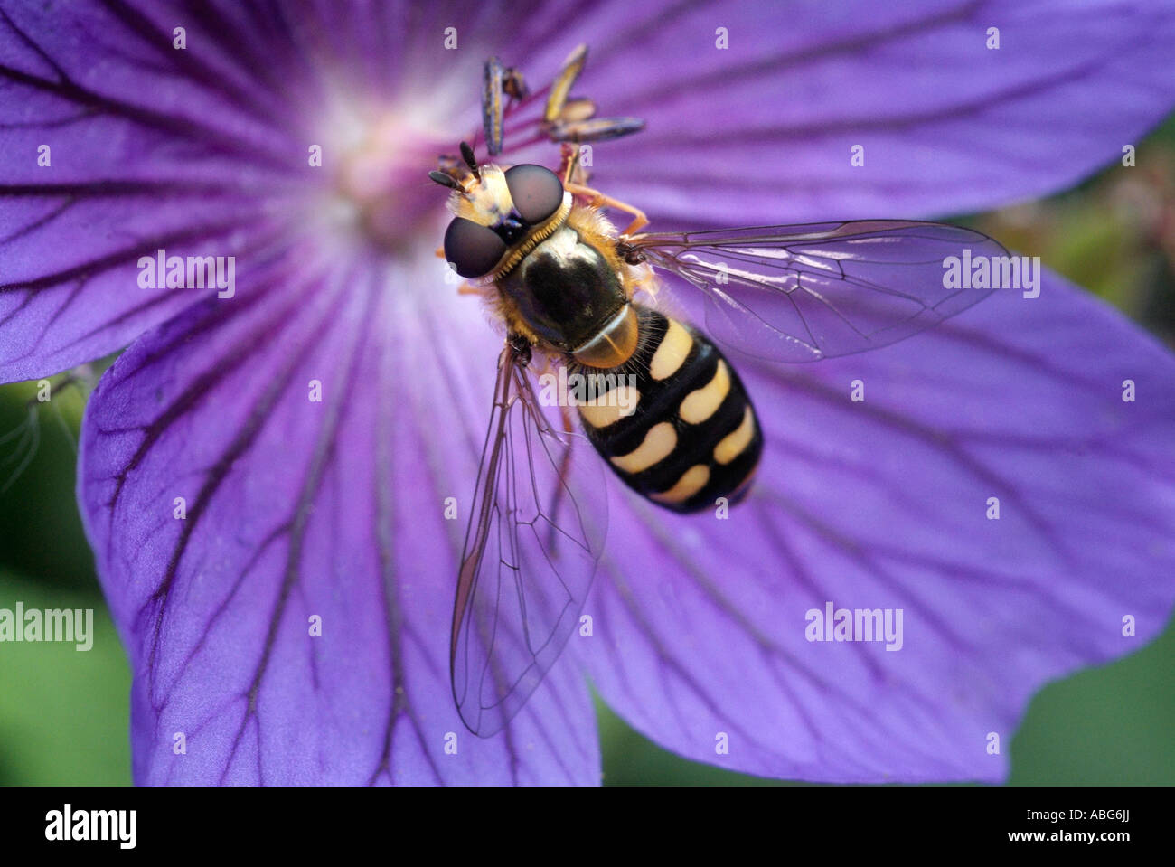 Diptera hi-res stock photography and images - Alamy