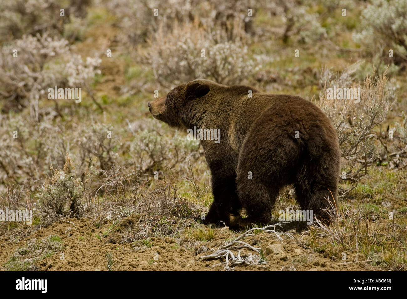 Gizzly bear hi-res stock photography and images - Alamy