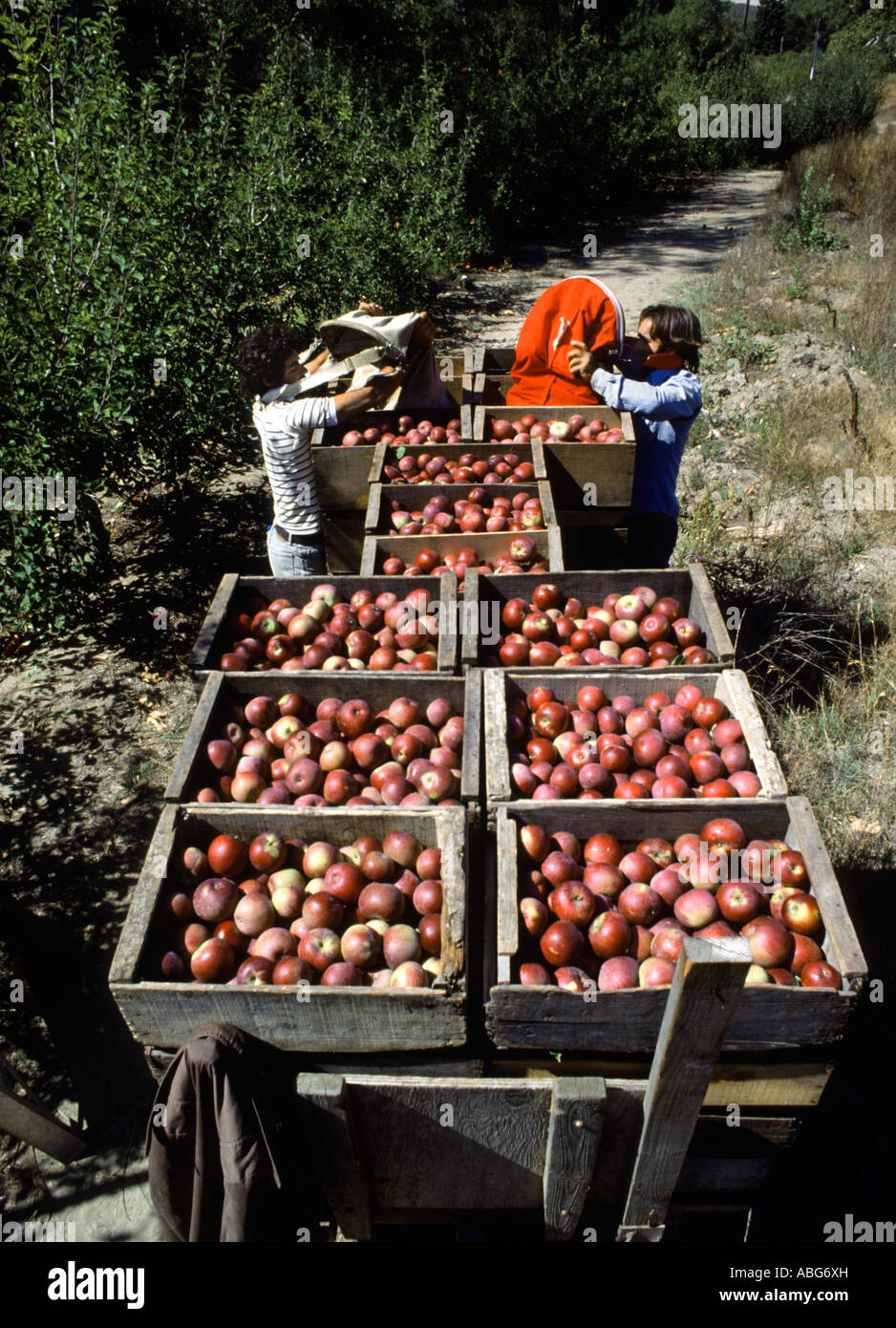 Apple packing workers hi-res stock photography and images - Alamy