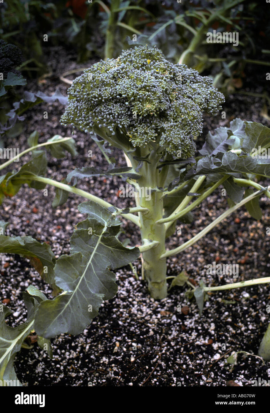 Broccoli field hi-res stock photography and images - Alamy