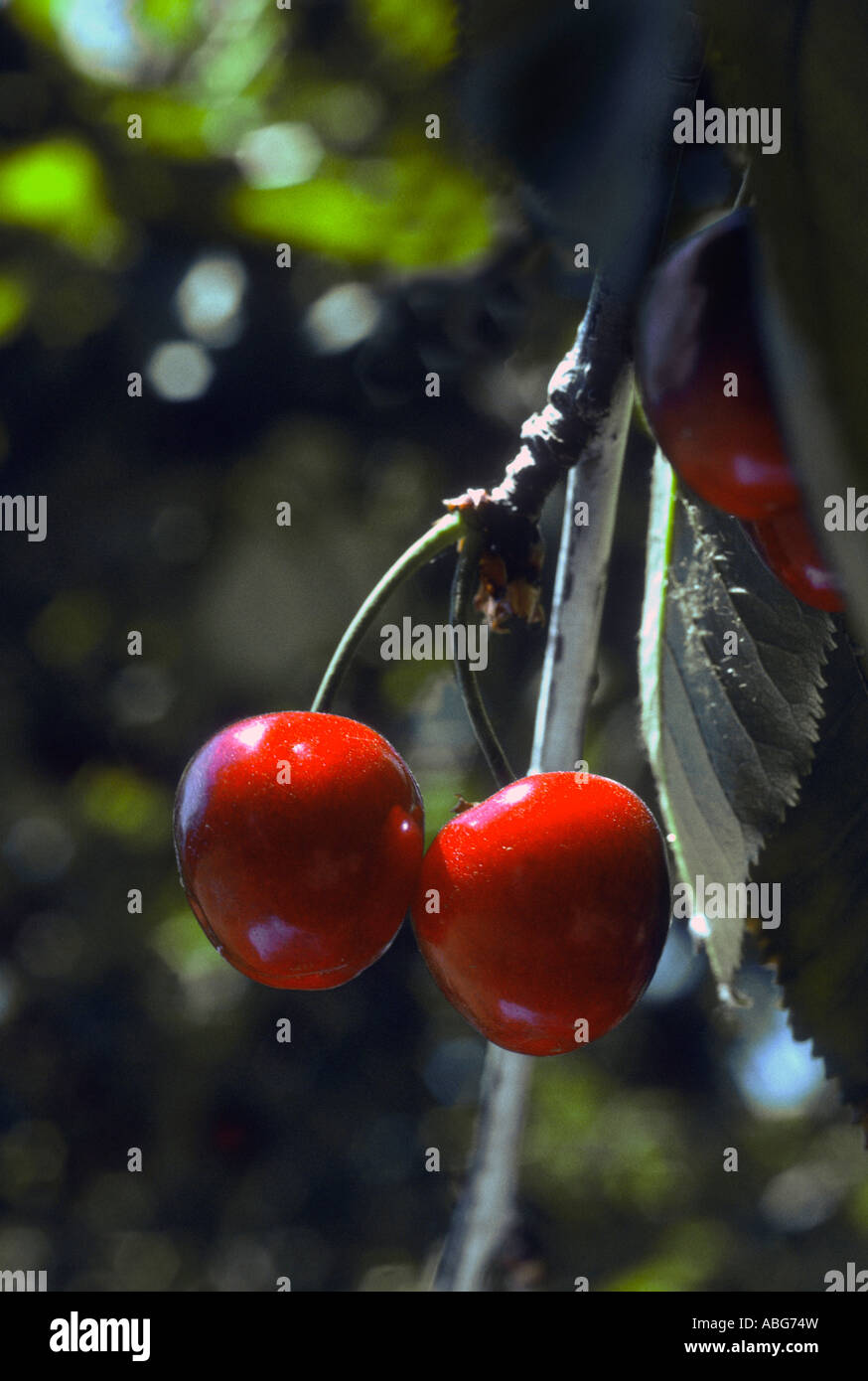 Close up of two cherries on tree Stock Photo - Alamy