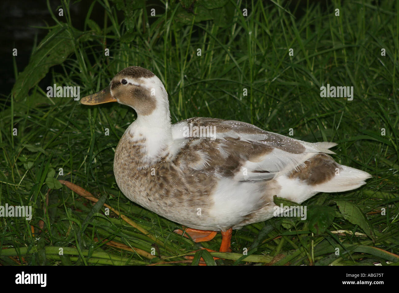 Short necked bird hi-res stock photography and images - Alamy