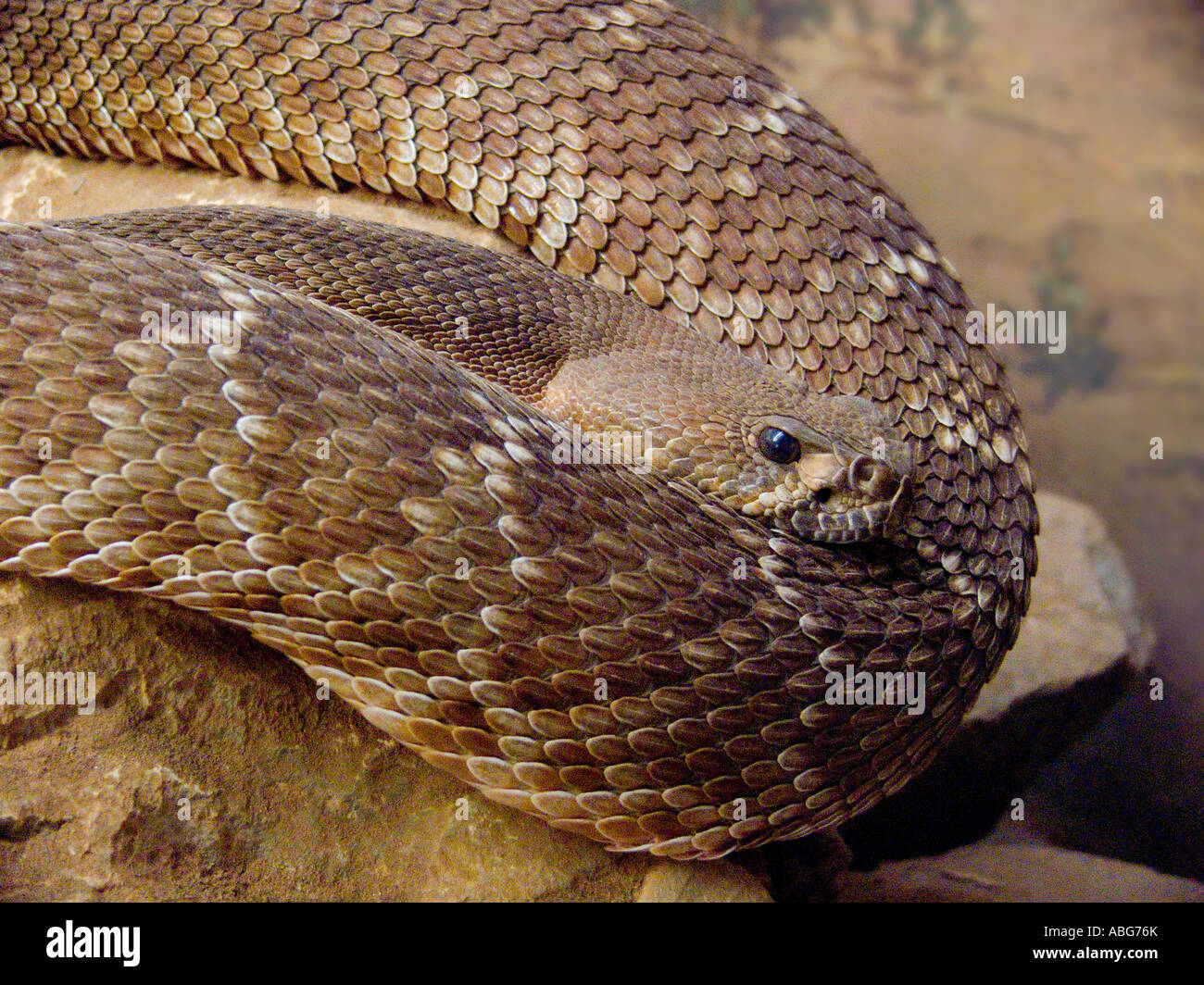 Southern Pacific Rattlesnake (Crotalus ruber ruber Stock Photo - Alamy