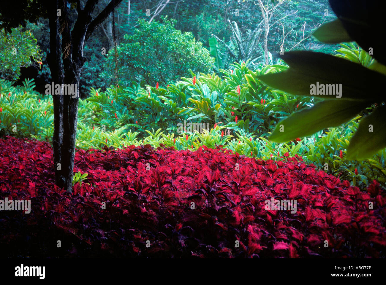 Tropical plants in Hawaiian garden Stock Photo - Alamy