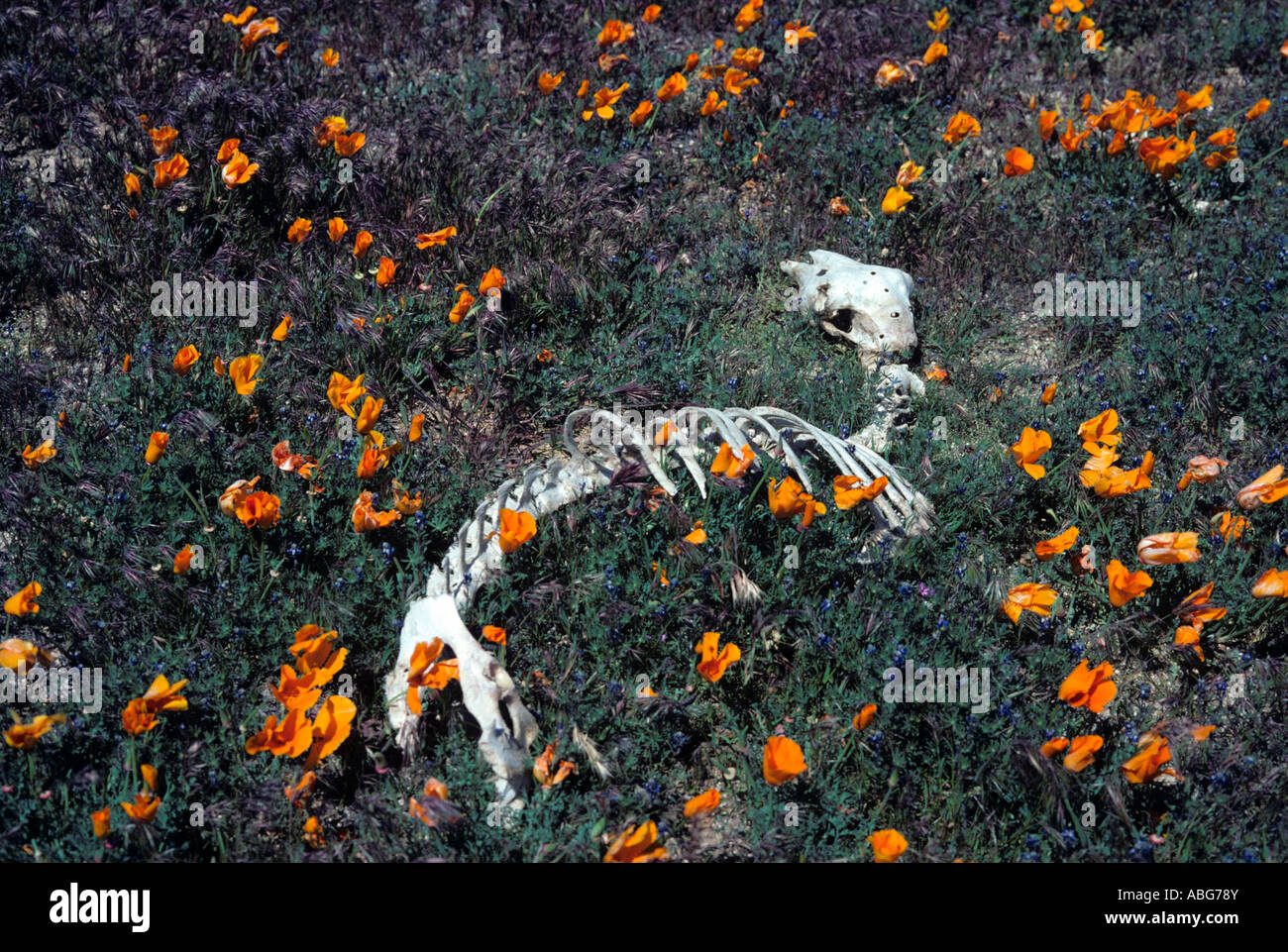 Desert plants bones hi-res stock photography and images - Alamy